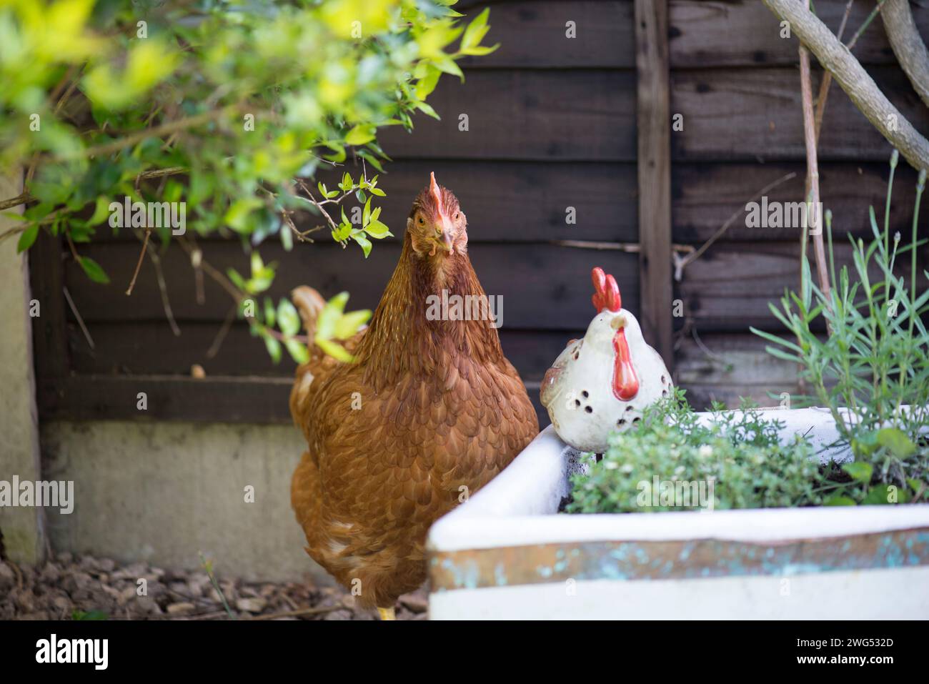 A rescue chicken standing next to an ornamental chicken in a garden ...