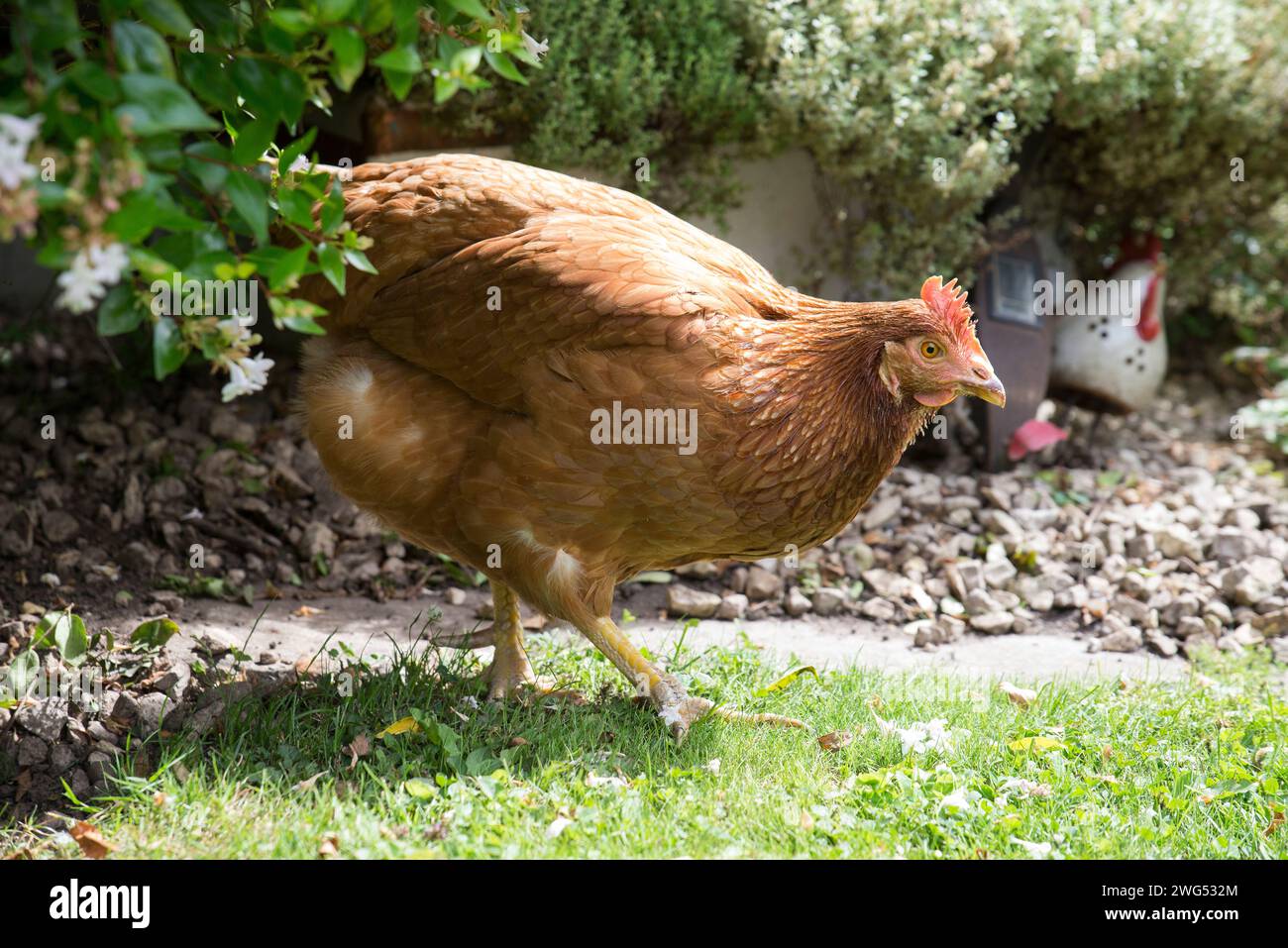 Hen walking in garden hi-res stock photography and images - Alamy