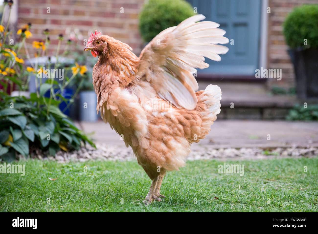 Flying chicken hen hi-res stock photography and images - Alamy