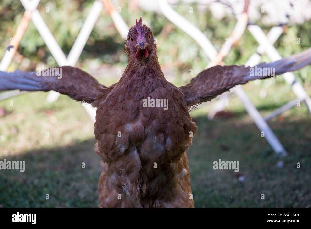 Flying chicken hen hi-res stock photography and images - Alamy
