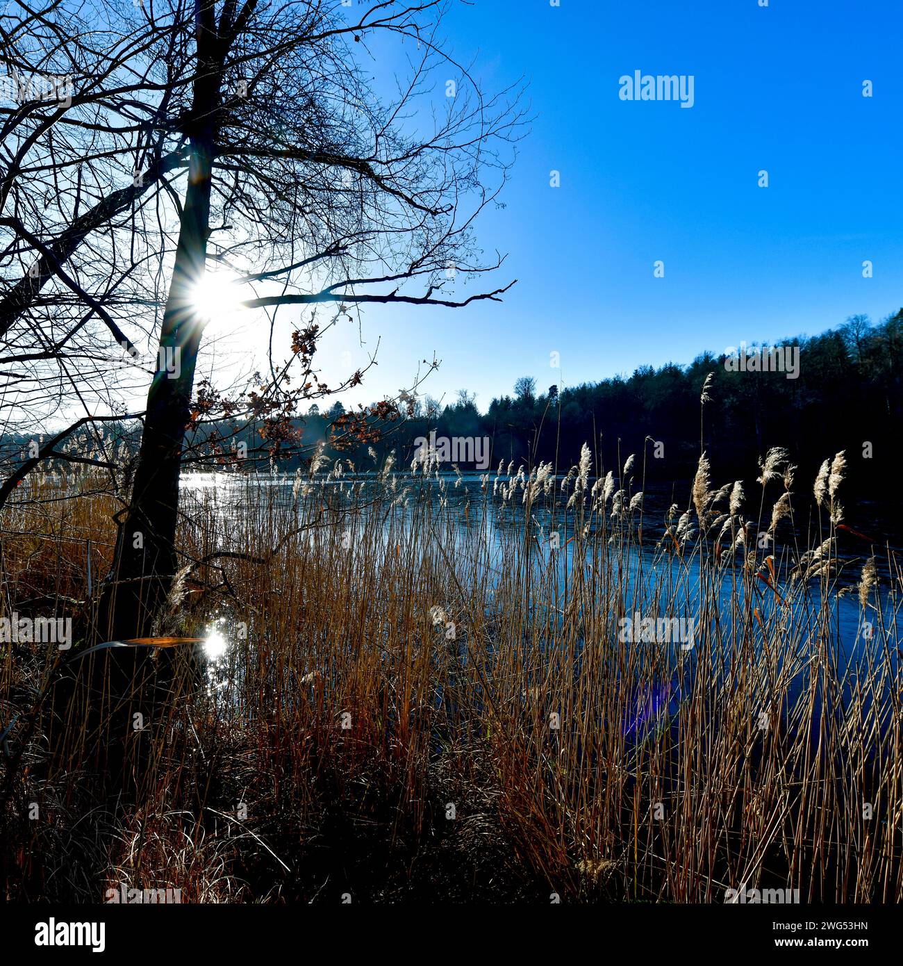 Blick am 28. Januar 2024 auf den Hellsee bei Lanke in Brandenburg. Foto ...