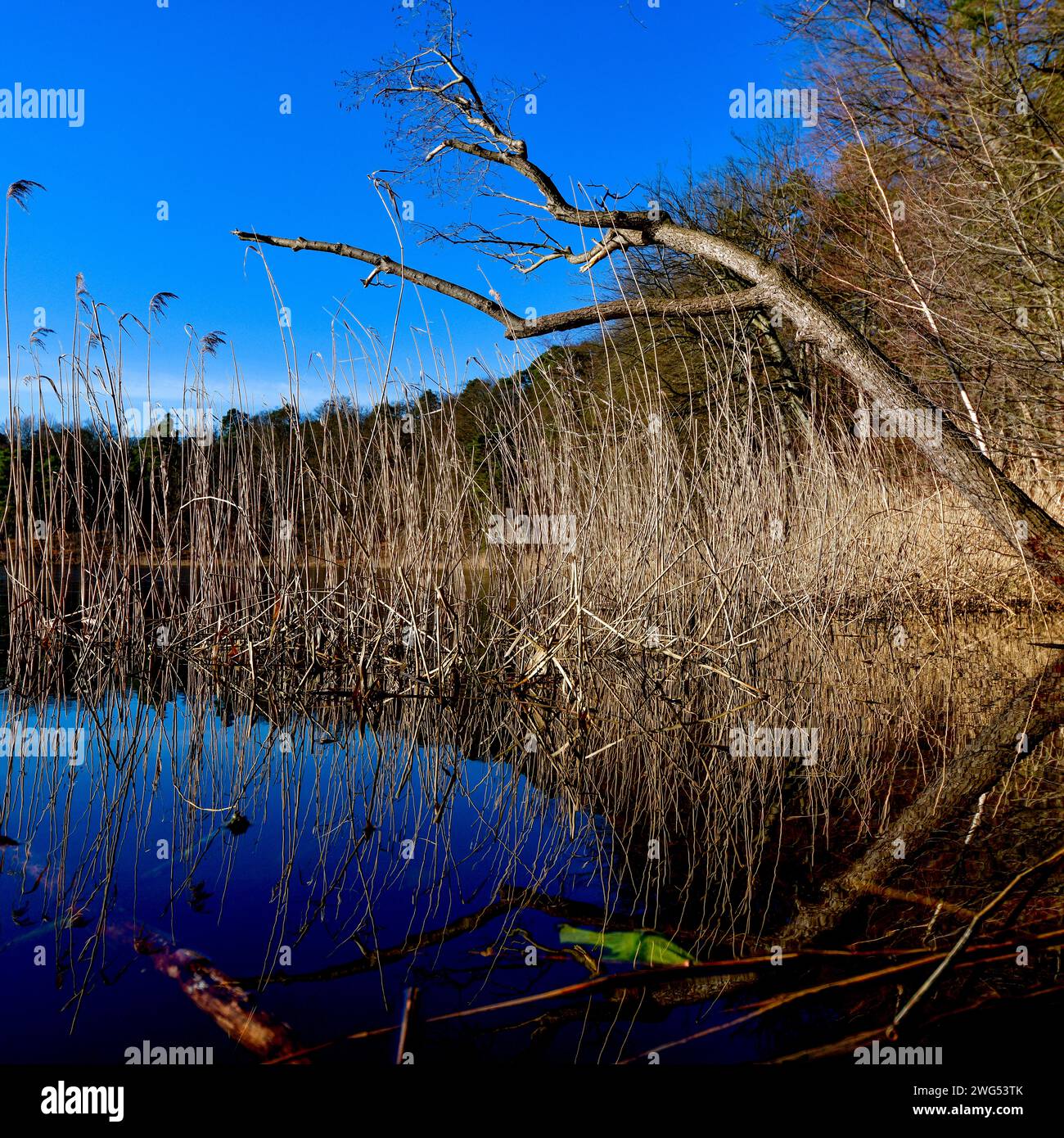 Blick am 28. Januar 2024 auf den Hellsee bei Lanke in Brandenburg. Foto ...