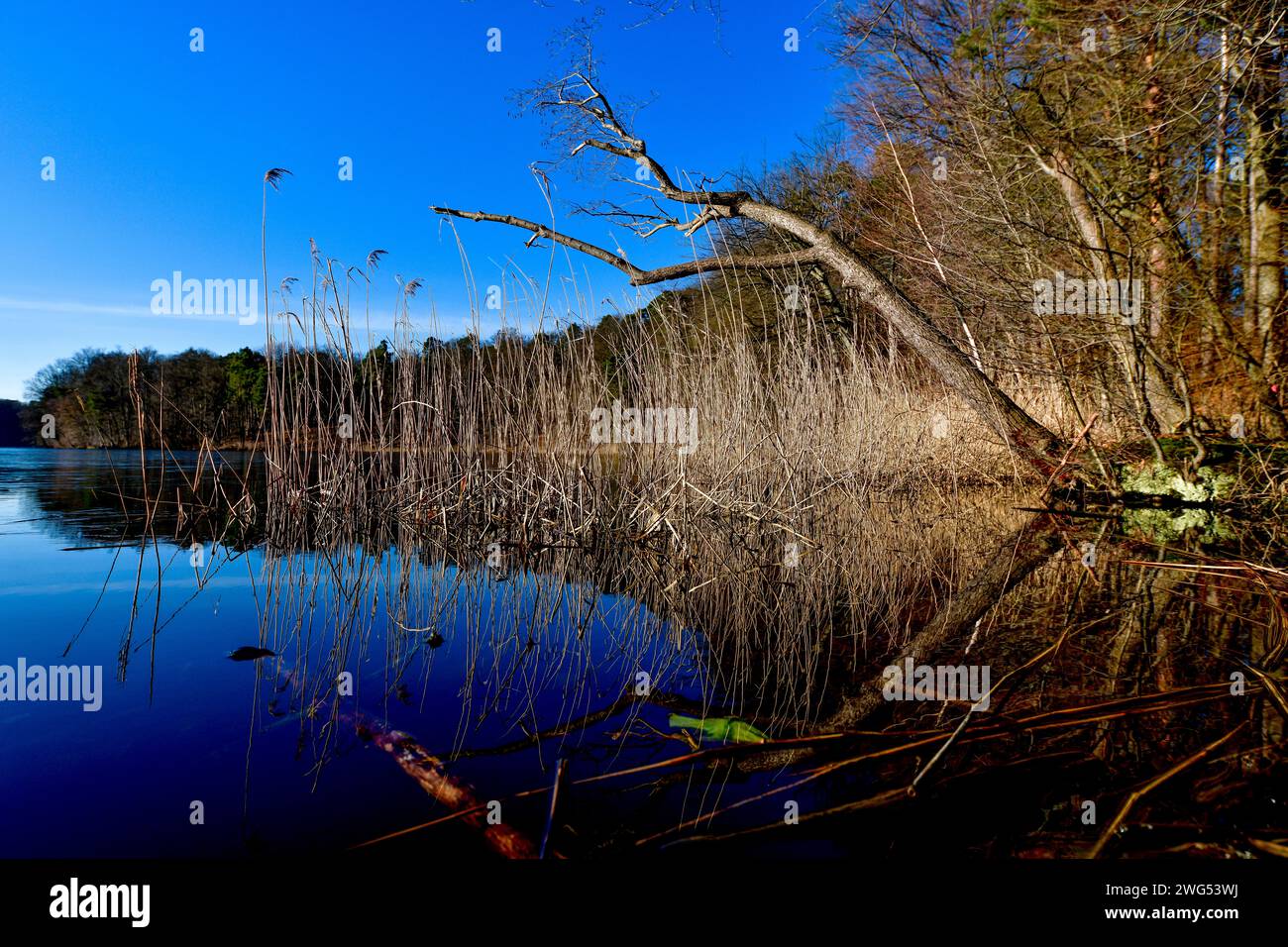 Blick am 28. Januar 2024 auf den Hellsee bei Lanke in Brandenburg. Foto ...