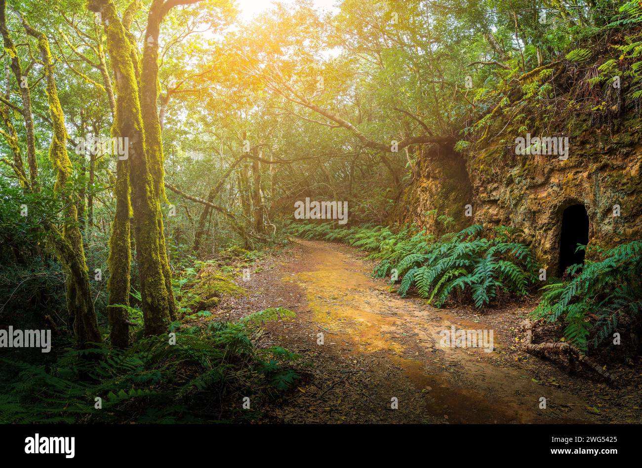 Discover the lush Anaga Mountains in Tenerife, a hiker paradise with ...