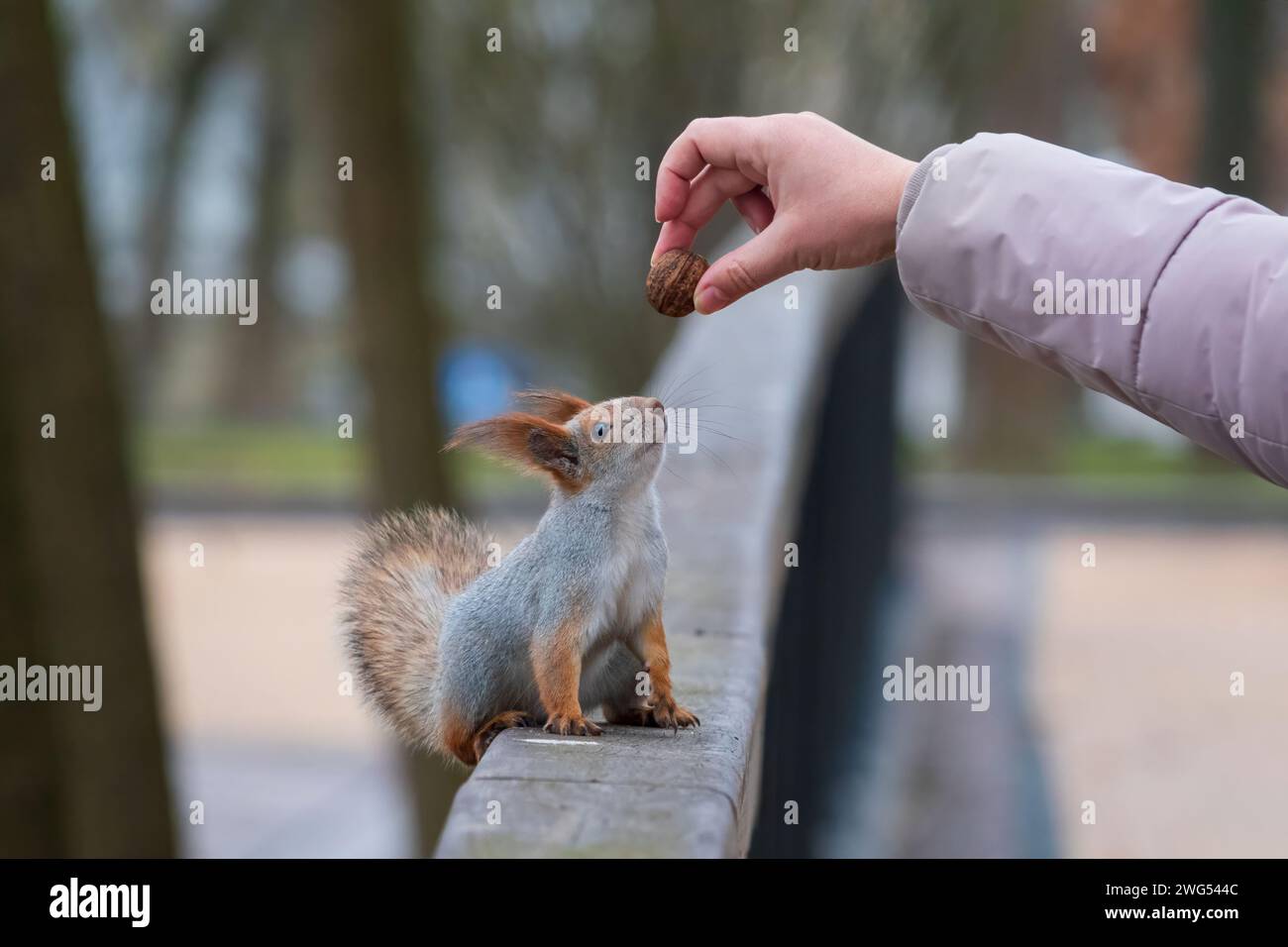 Funny squirrel looks at the walnut in the human hand. Feeding animals ...