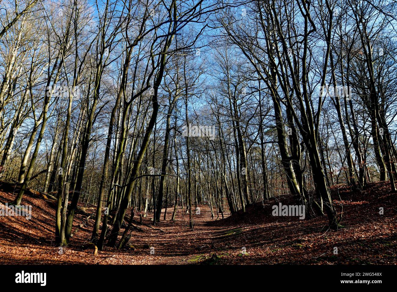 Blick am 28. Januar 2024 in den Buchenwald am Hellsee bei Lanke in ...