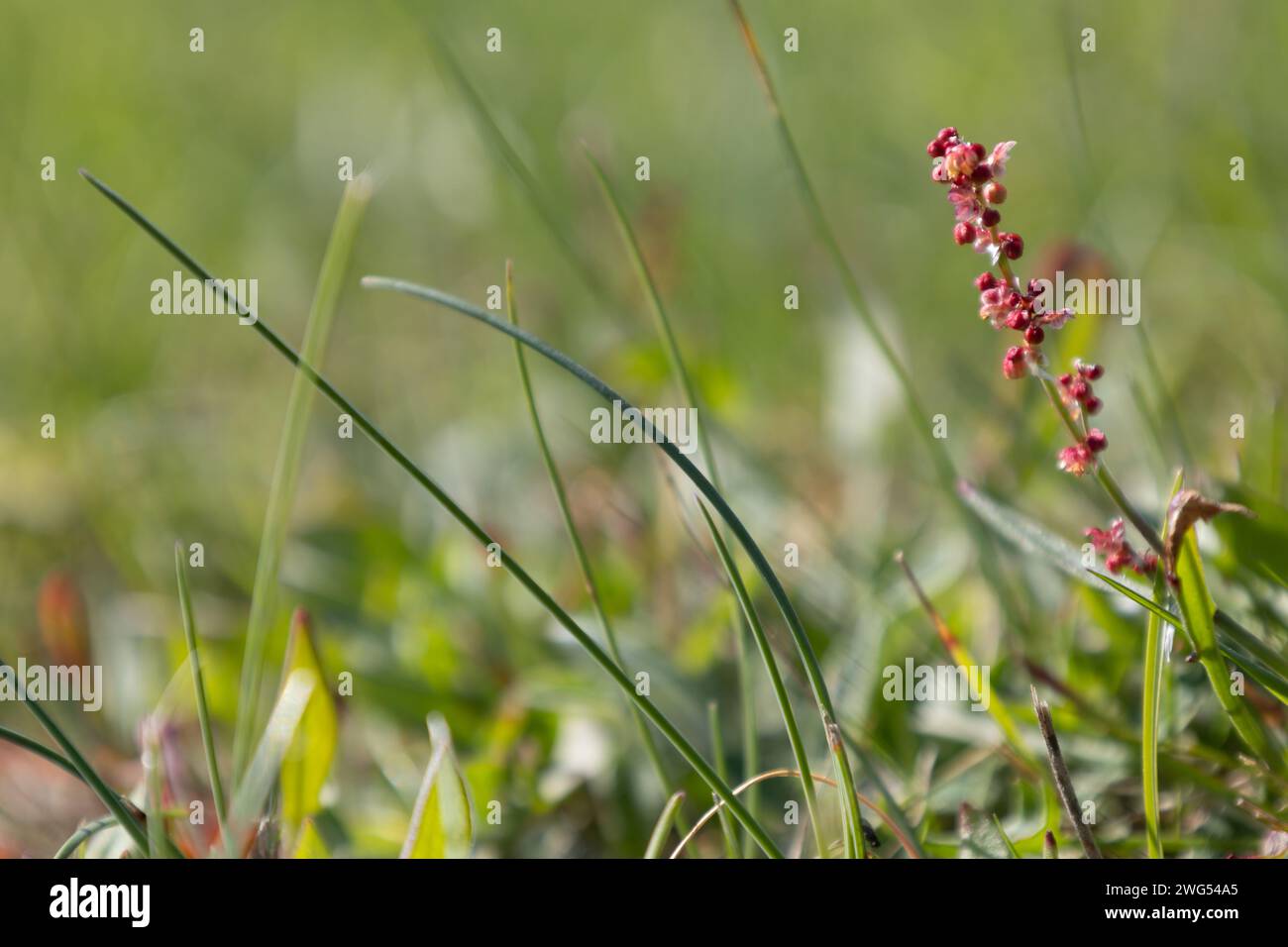 Sorrel weed hi-res stock photography and images - Alamy