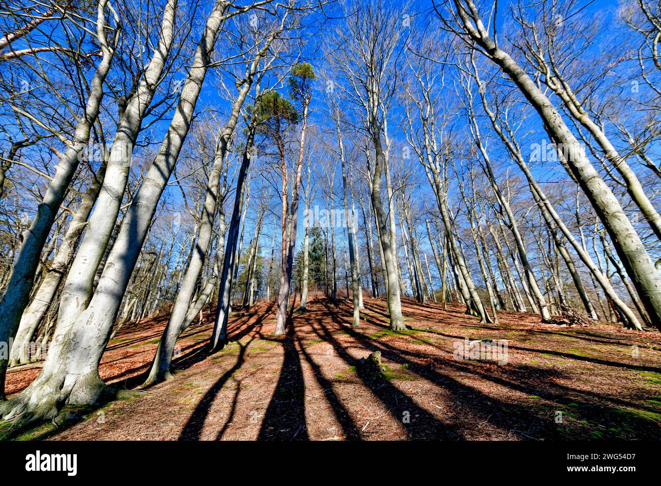 Blick am 28. Januar 2024 in den Buchenwald am Hellsee bei Lanke in ...