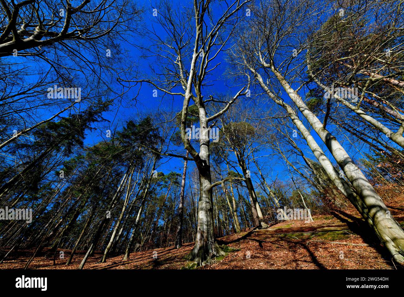 Blick am 28. Januar 2024 in den Buchenwald am Hellsee bei Lanke in ...