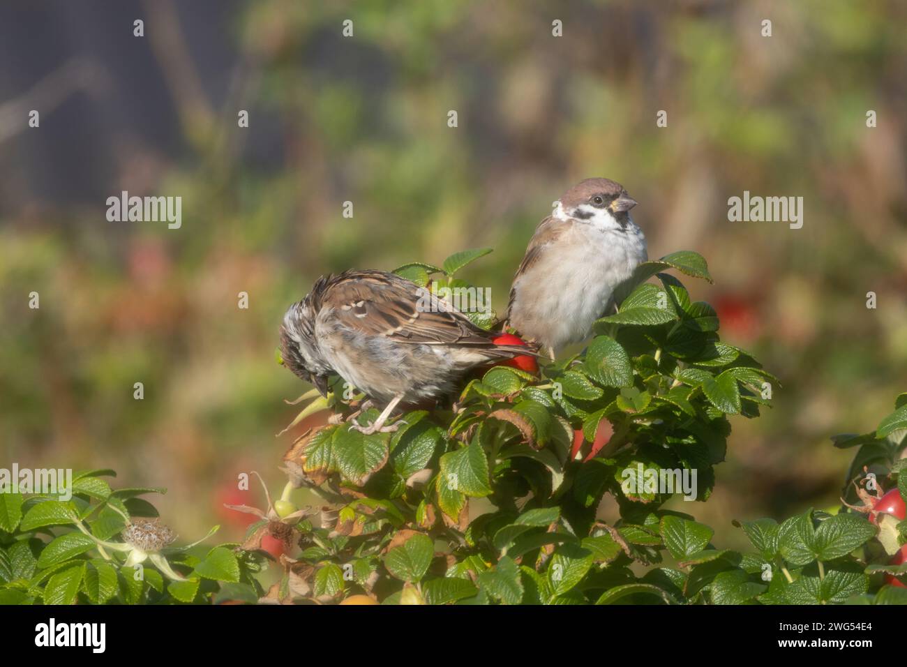 Eurasian Tree Sparrows Stock Photo - Alamy