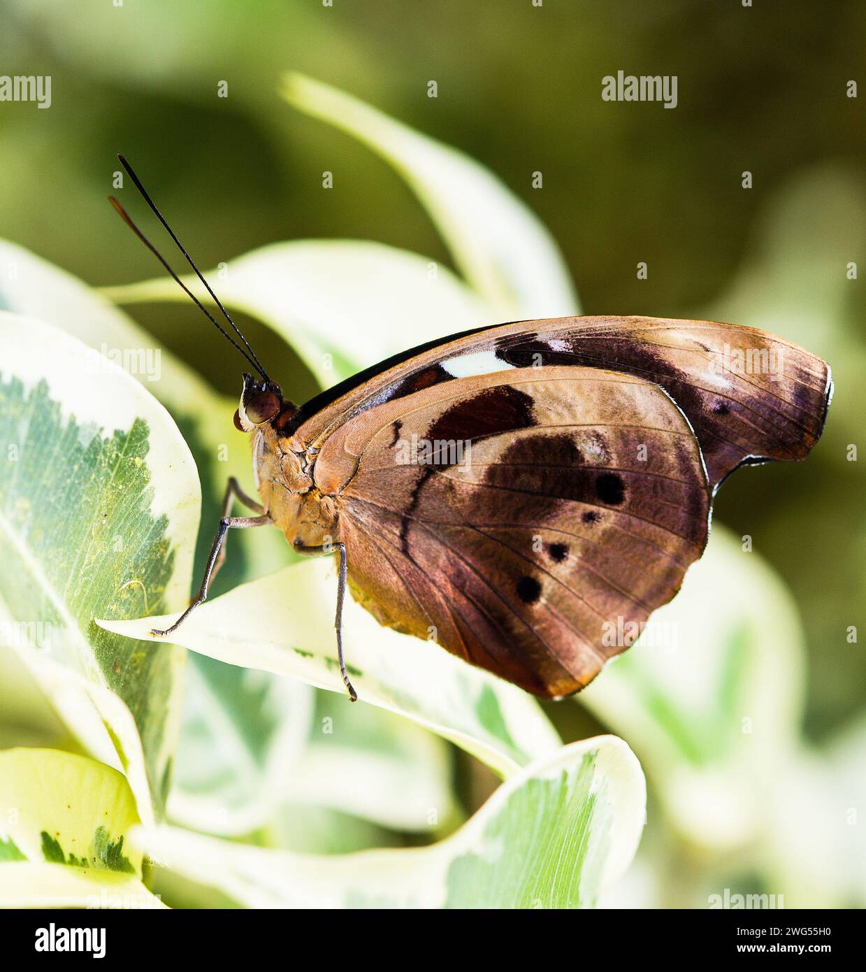 Sylvia plant hi-res stock photography and images - Alamy