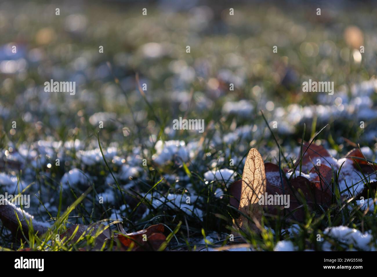 Lawn in Winter Stock Photo - Alamy