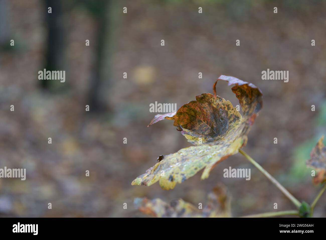 Leaf coloration hi-res stock photography and images - Alamy