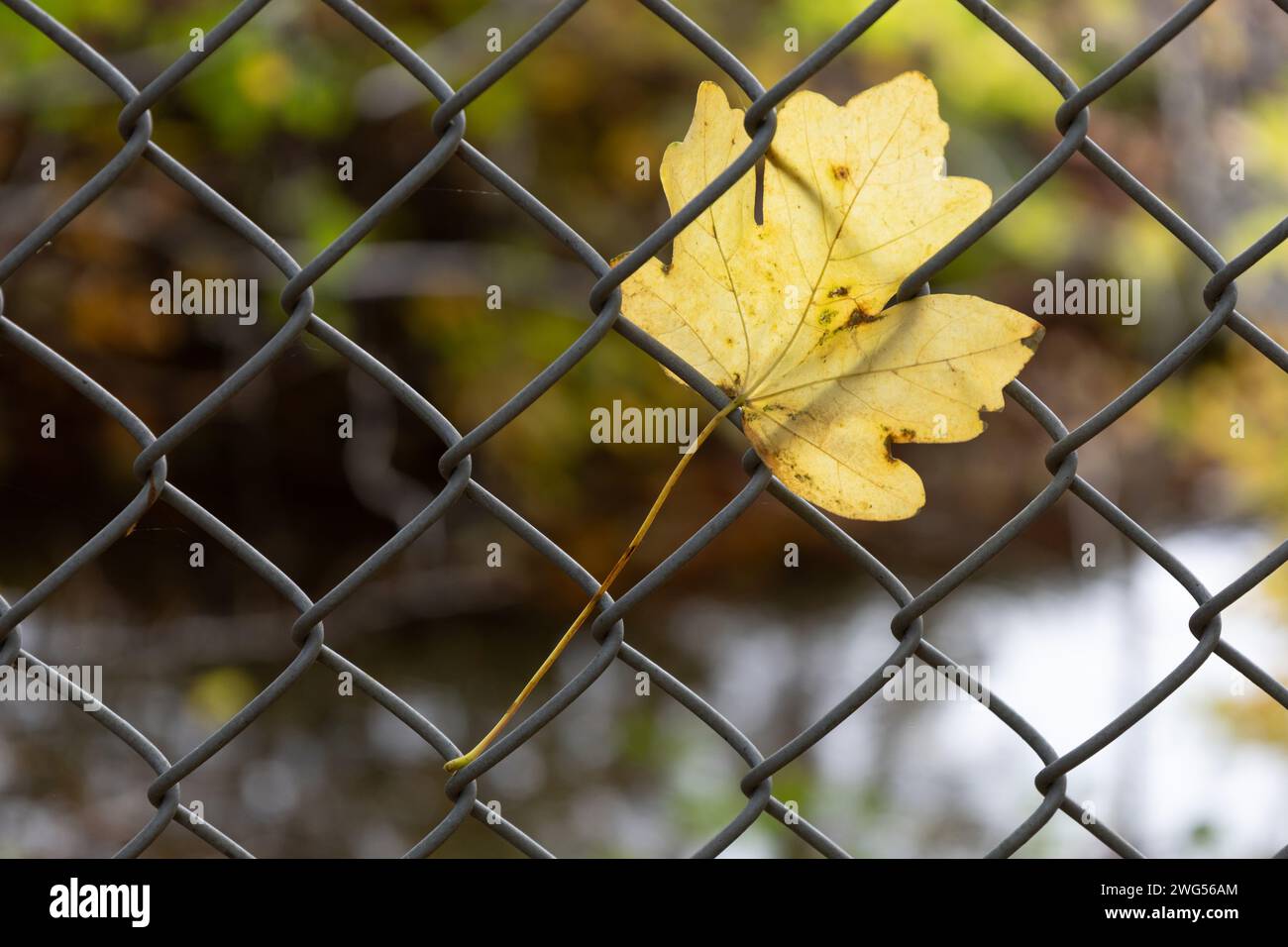 Leaf Caught in a Fence Stock Photo - Alamy