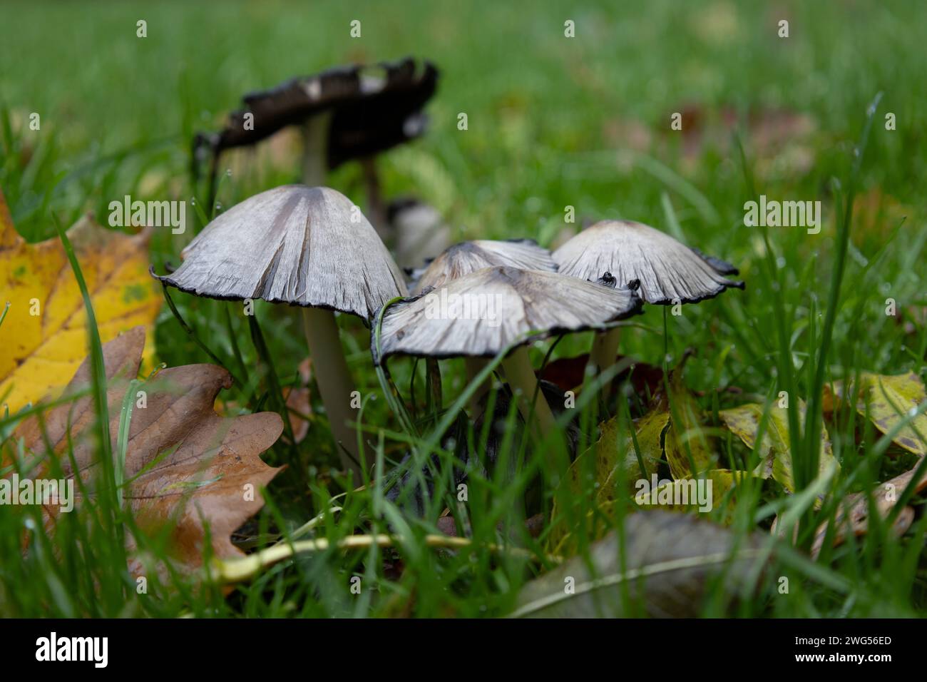 Lower mushrooms hi-res stock photography and images - Alamy