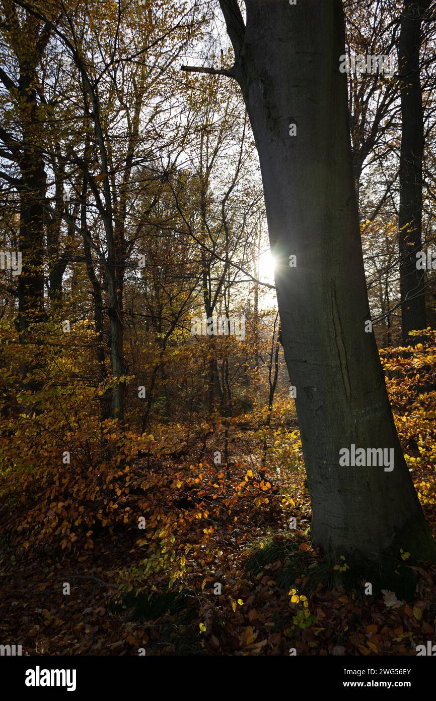 Sun behind a Tree Stock Photo - Alamy
