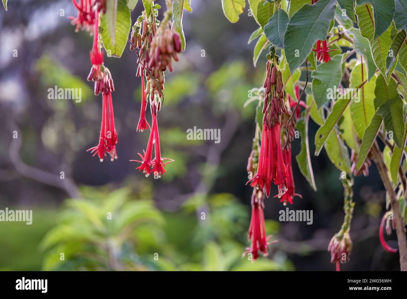 Hanging flowers and fruits of a fuchsia Boliviana plant, at sunset, in ...