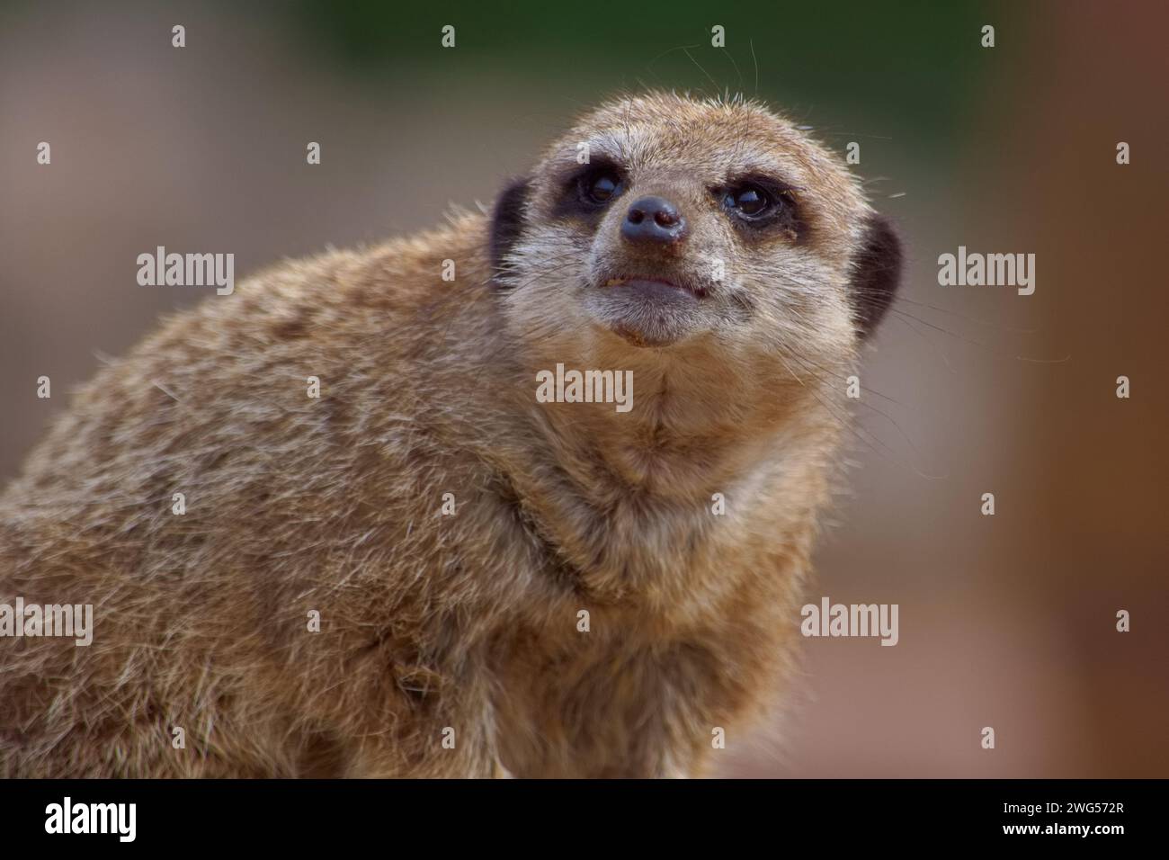 Classic detailed meerkat front view portrait in close up showing cute detailed facial features ...