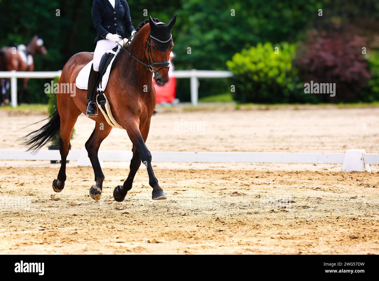 A dressage horse in the dressage arena during a test in S dressage ...