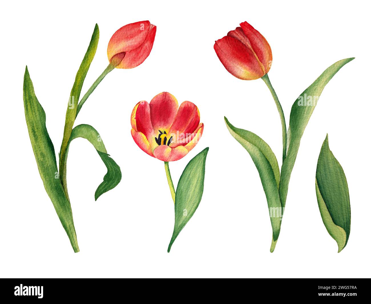 Watercolor tulips set. Hand draw botanical illustration. Spring flowers ...