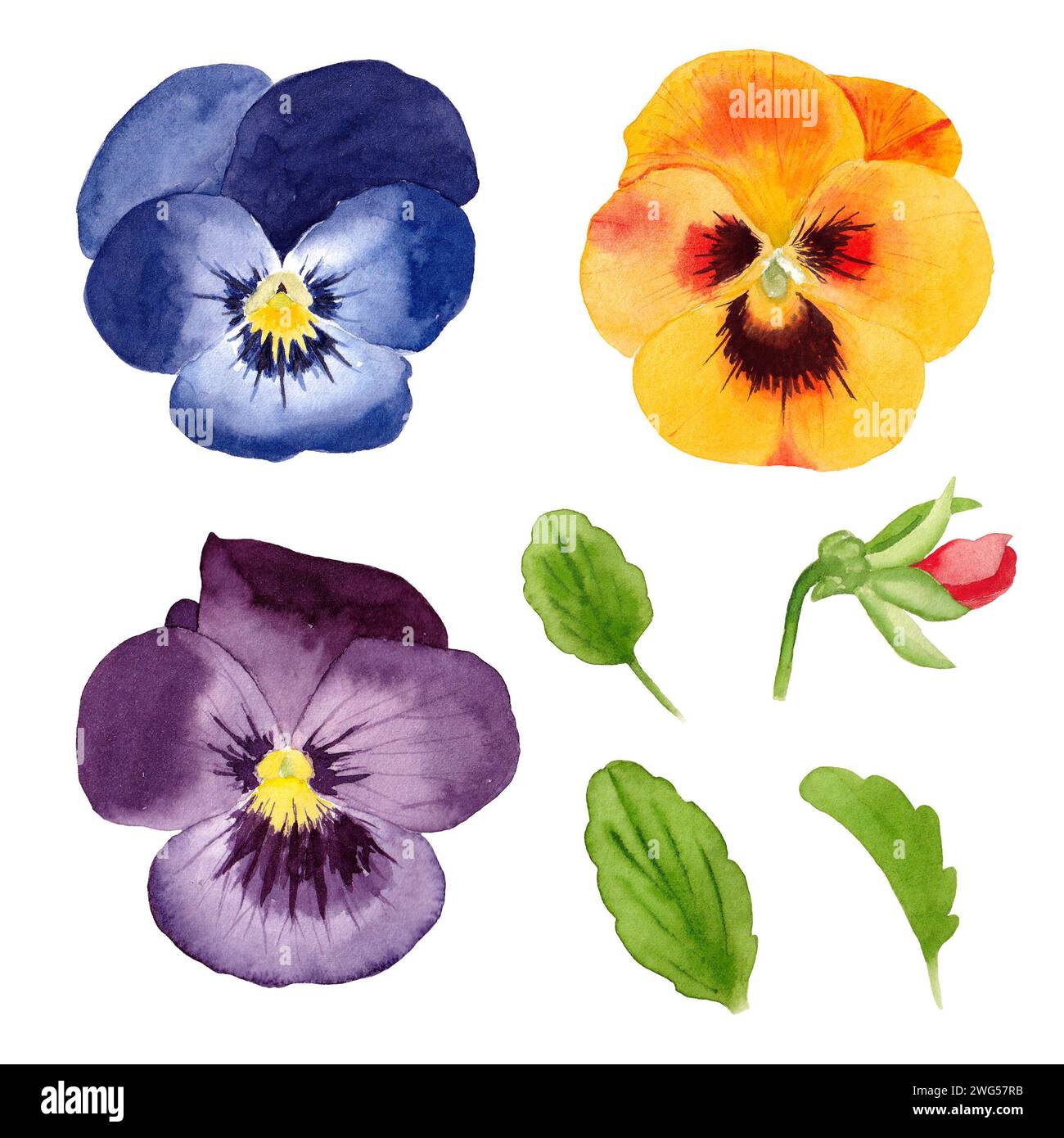 Set of watercolor pansy. Hand drawn illustration on a white background ...