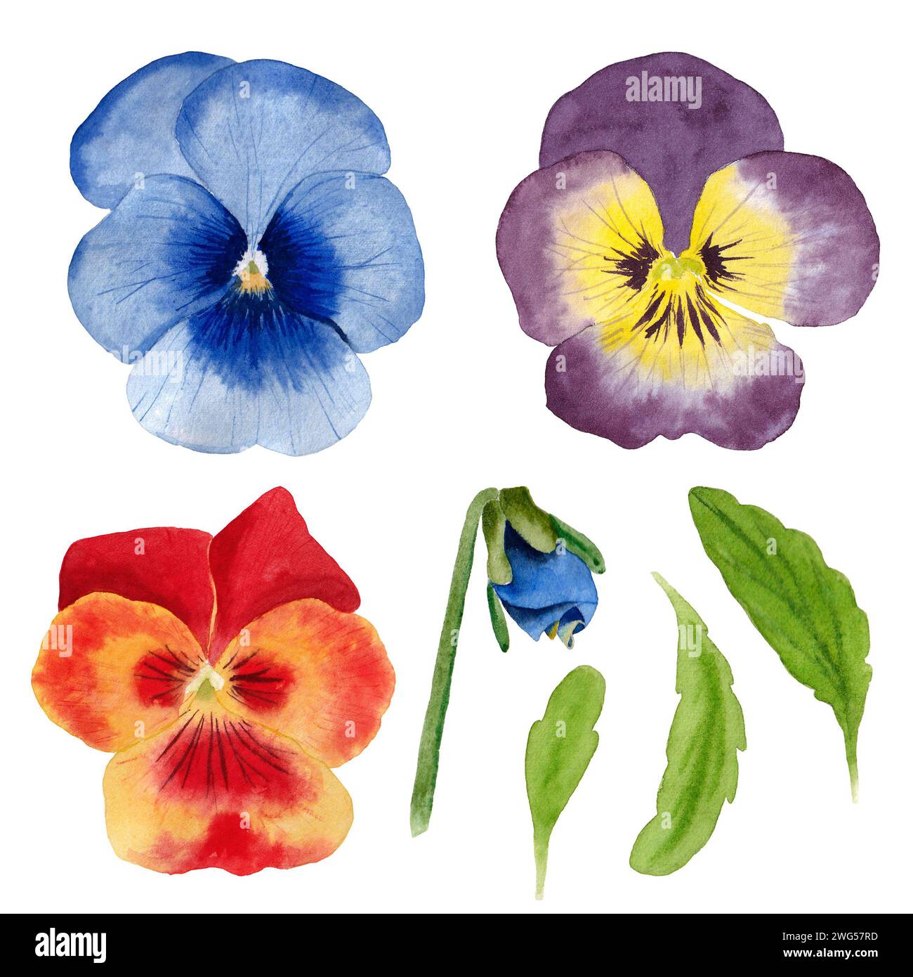 Watercolor set of pansy flowers, leaves and buds. Botanical ...