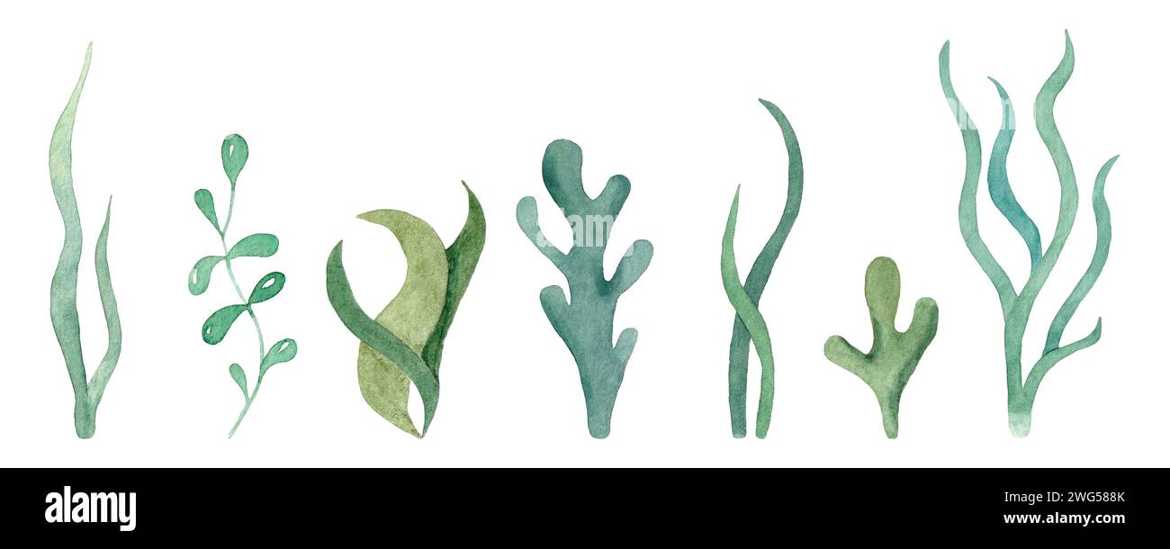 Watercolor Sea Plants Set. Hand painted underwater floral illustration ...