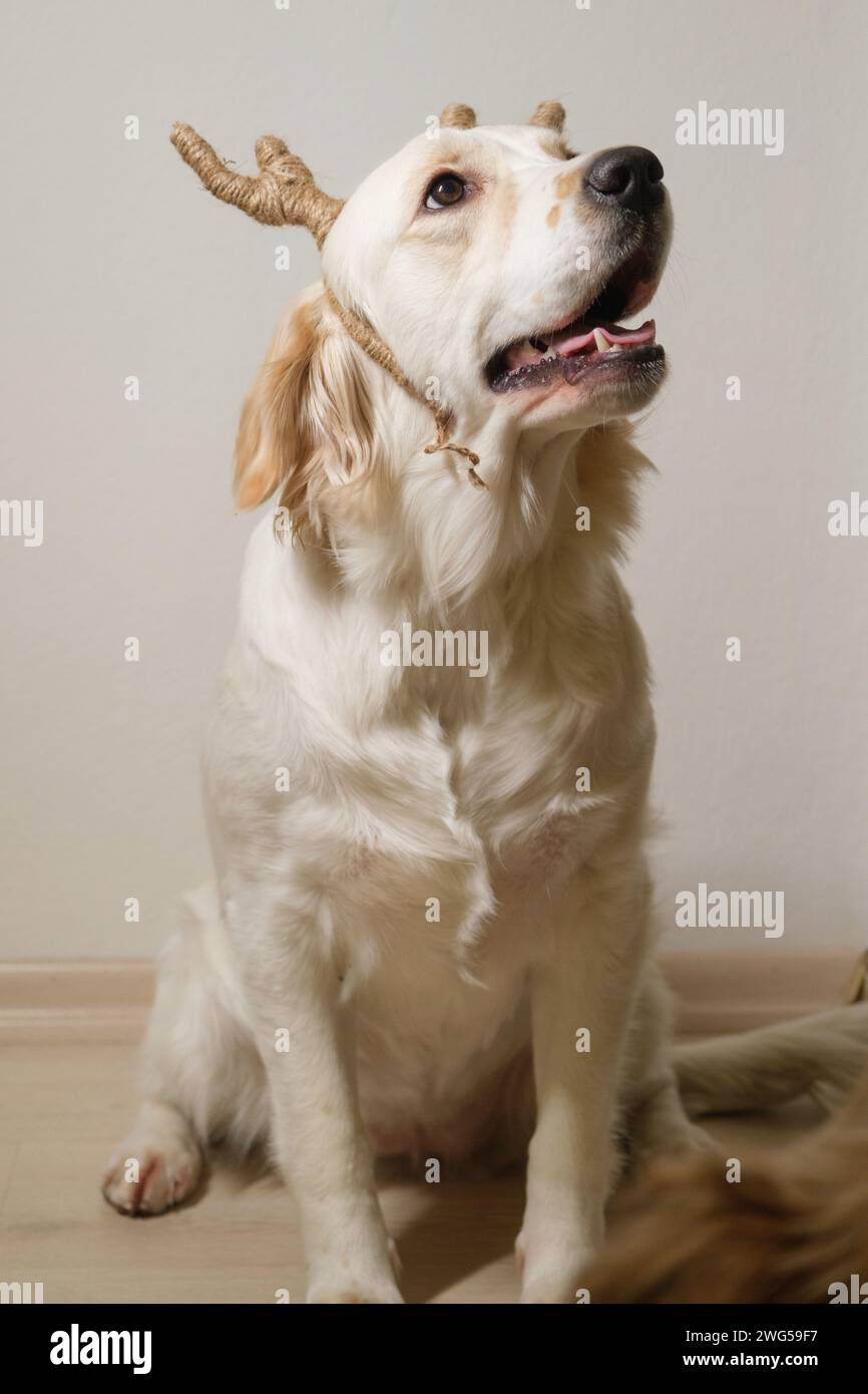Female golden retriever hi-res stock photography and images - Alamy