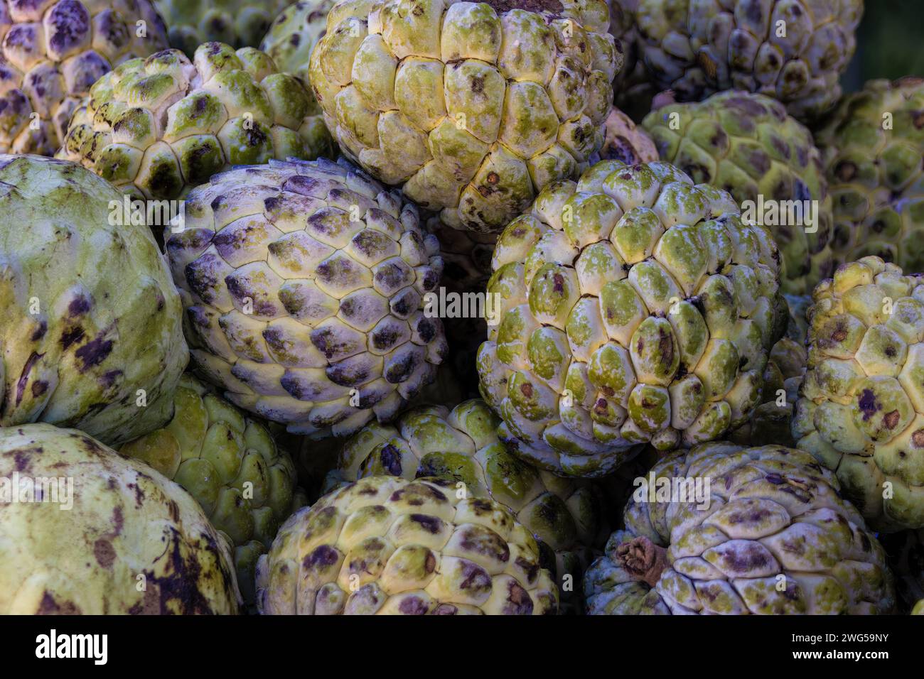 Close-up photography of a heap of ripe sugar apples, captured in the ...