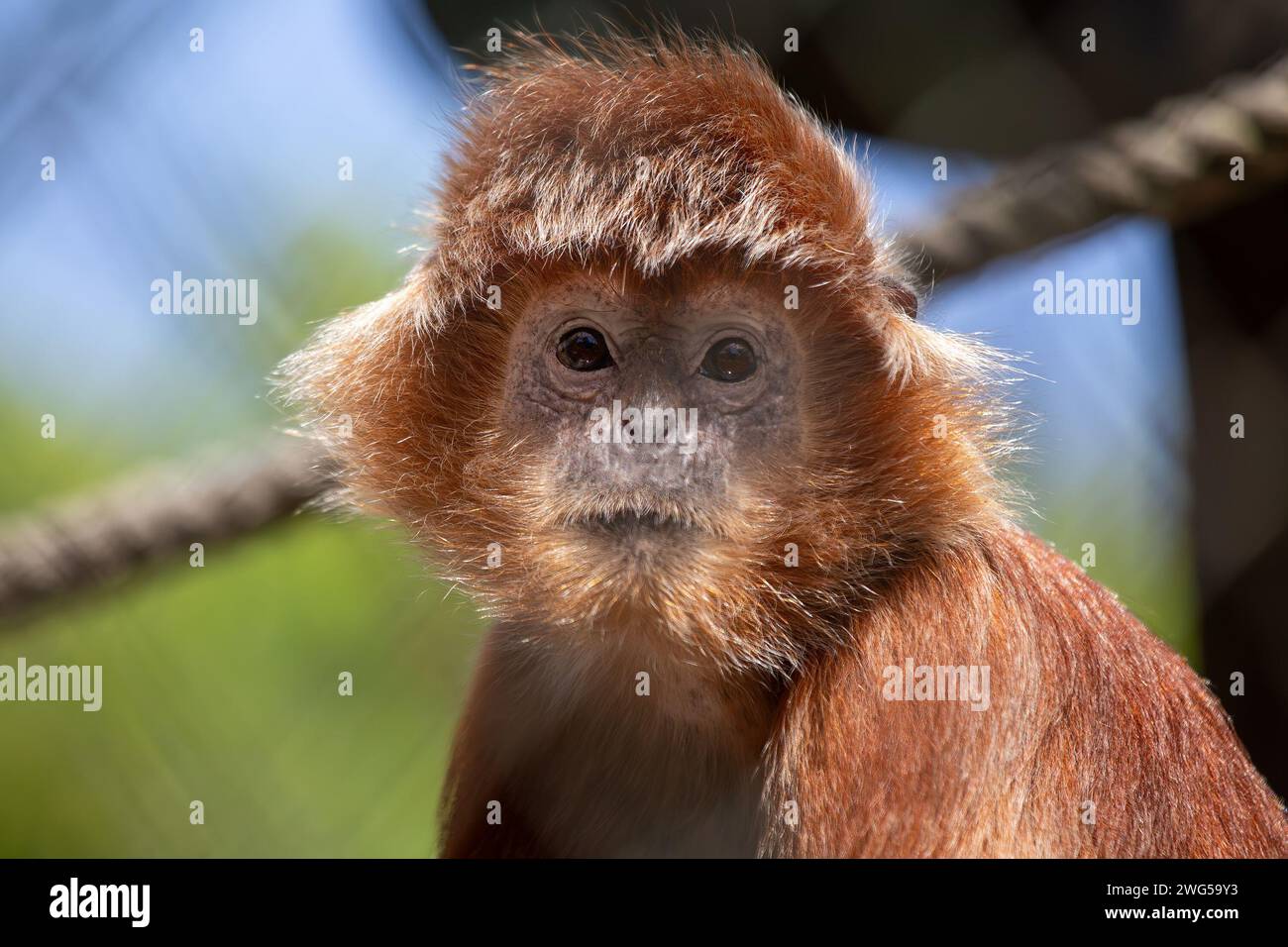 Silvery Lutung, Trachypithecus cristatus, gracefully navigating the ...