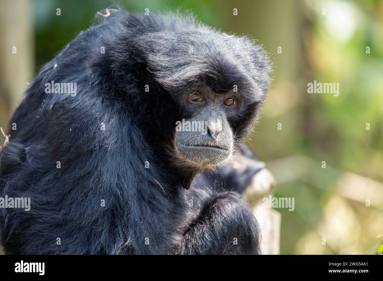 Distinctive throat sac hi-res stock photography and images - Alamy