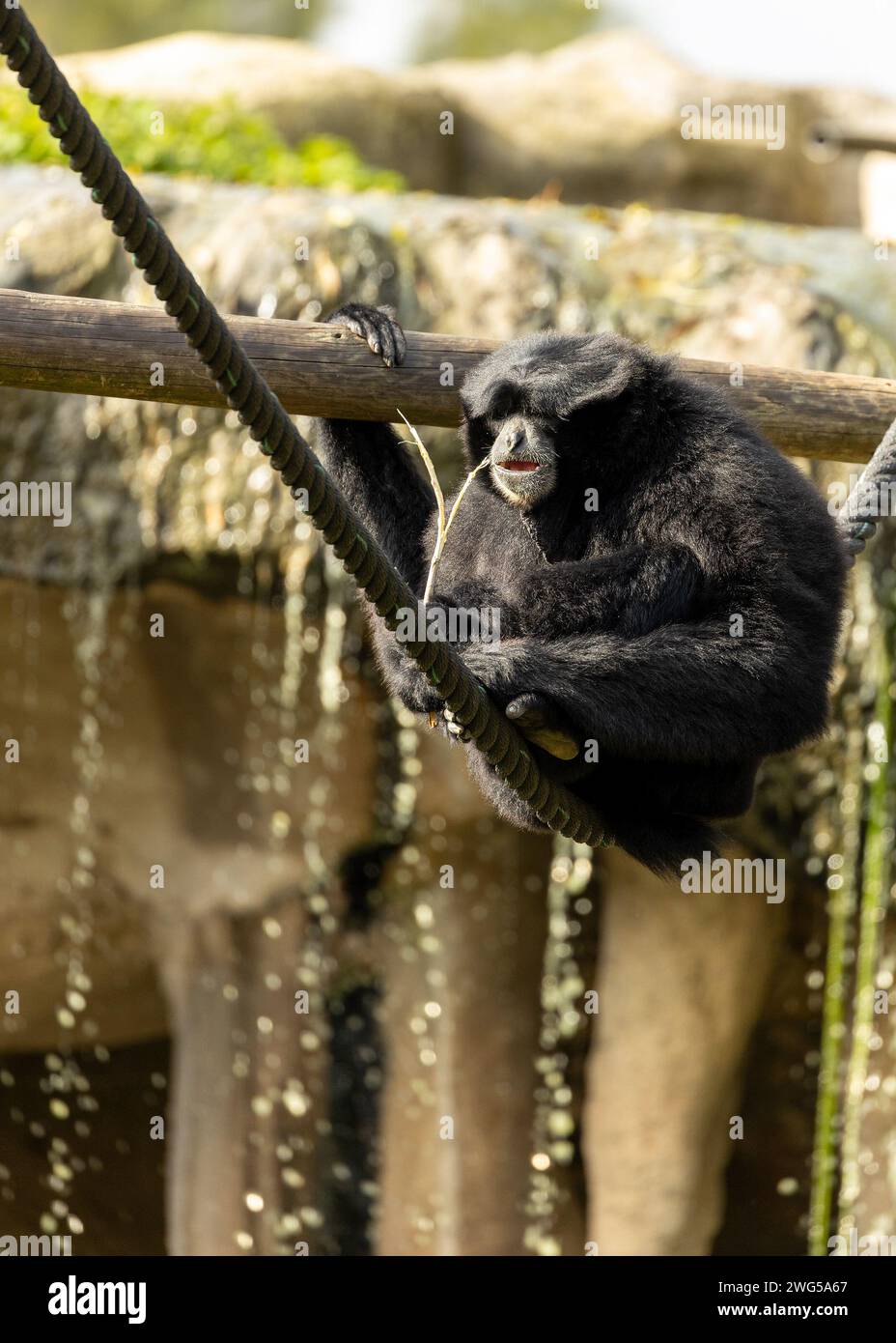 Graceful Siamang Gibbon, Symphalangus syndactylus, serenading the ...