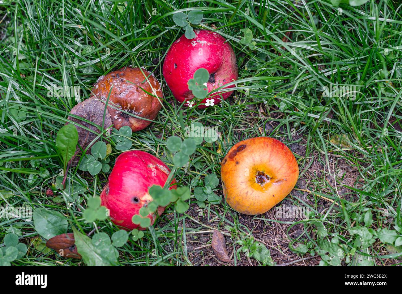 Apples fallen from the tree, rotting on the ground Stock Photo - Alamy