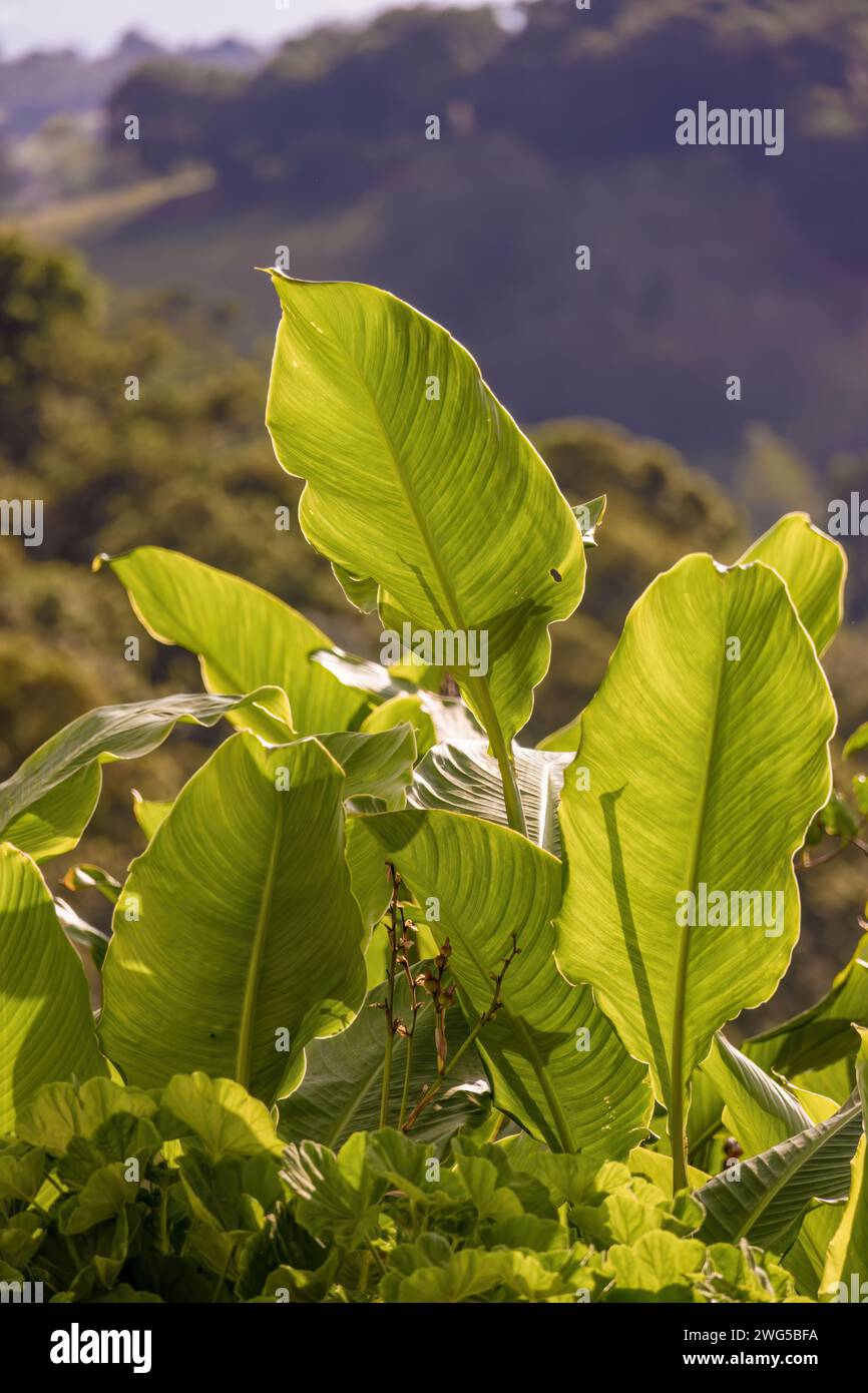 Indian shot leaves illuminated by the light of the sunset, in a garden ...