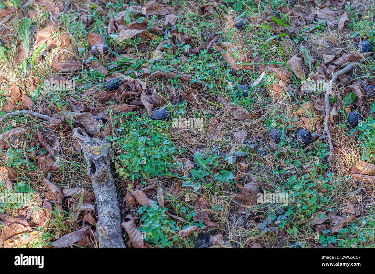 Rotten walnut hi-res stock photography and images - Alamy