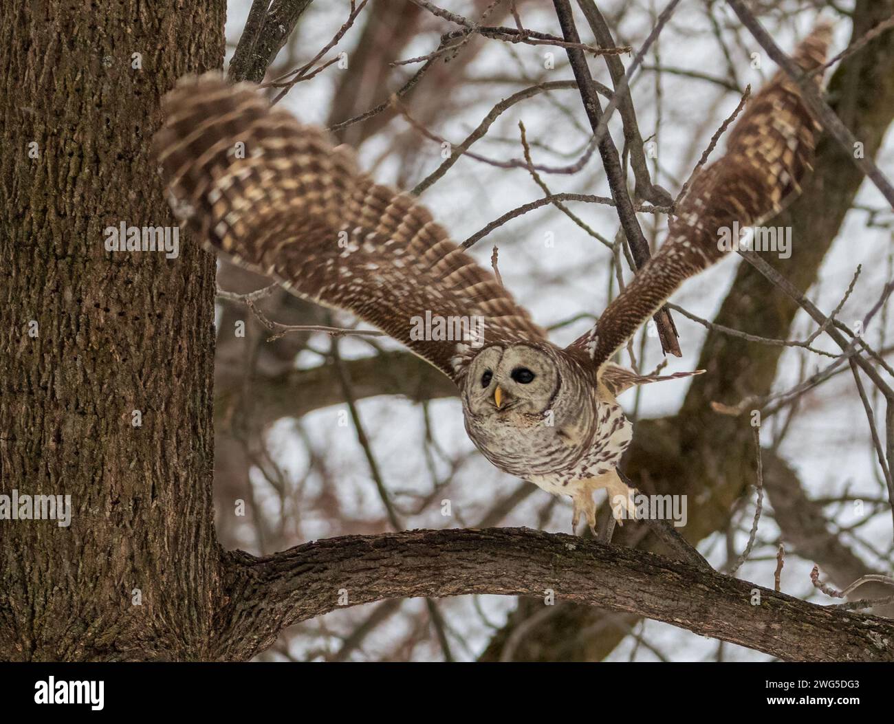 Barred Owl taking flight from a tree branch in forest in winter Stock ...