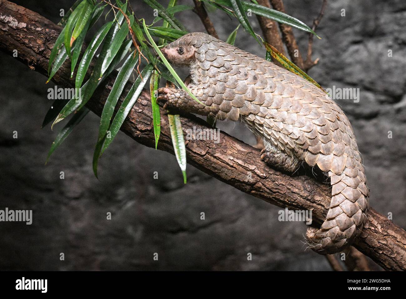 Prague, Czech Republic. 03rd Feb, 2024. Female Chinese pangolin (Manis ...