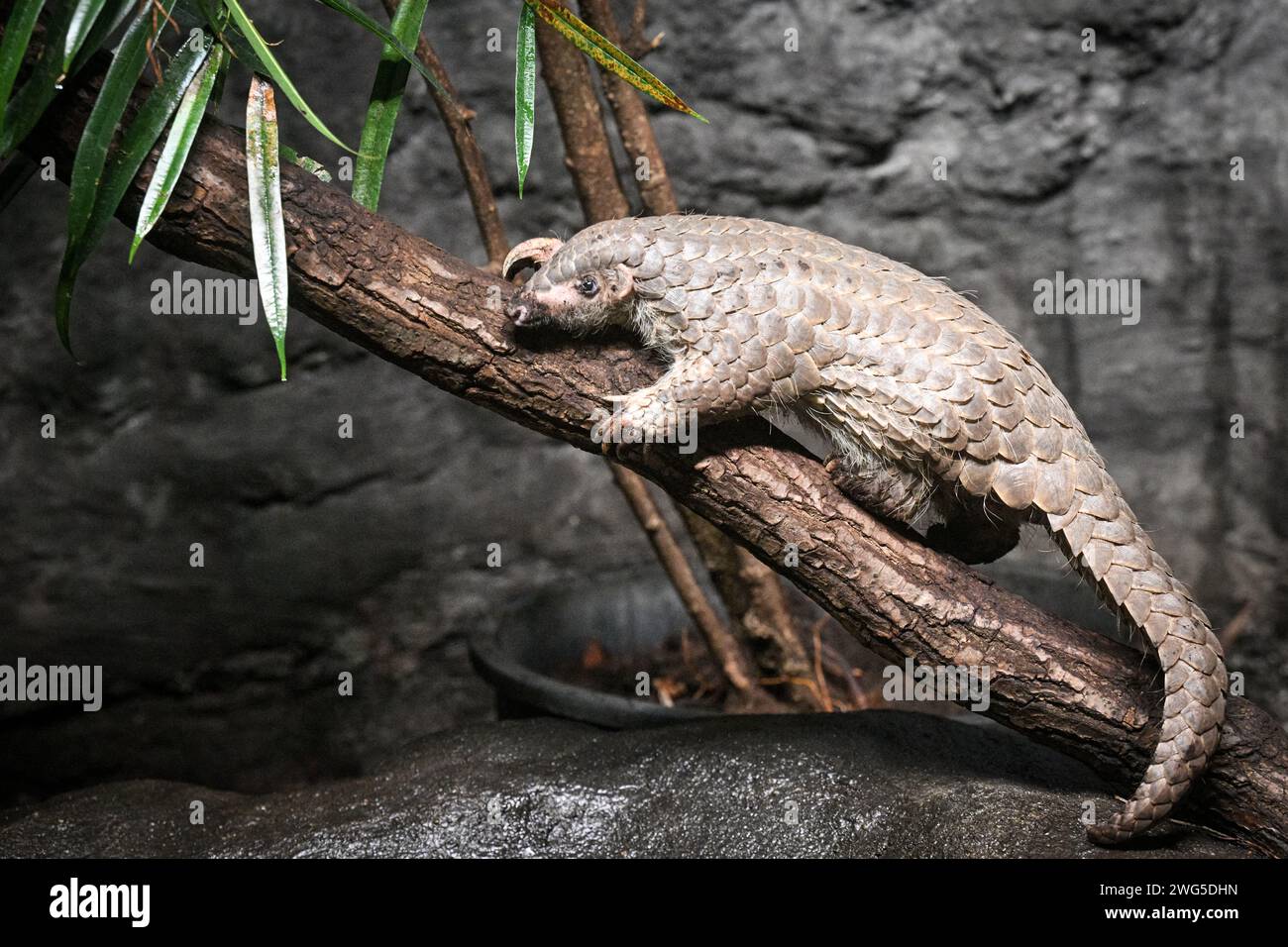Prague, Czech Republic. 03rd Feb, 2024. Female Chinese pangolin (Manis ...