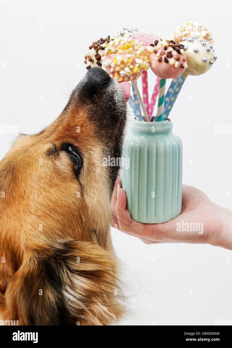 Dog licking cake pops. No healthy food Stock Photo - Alamy