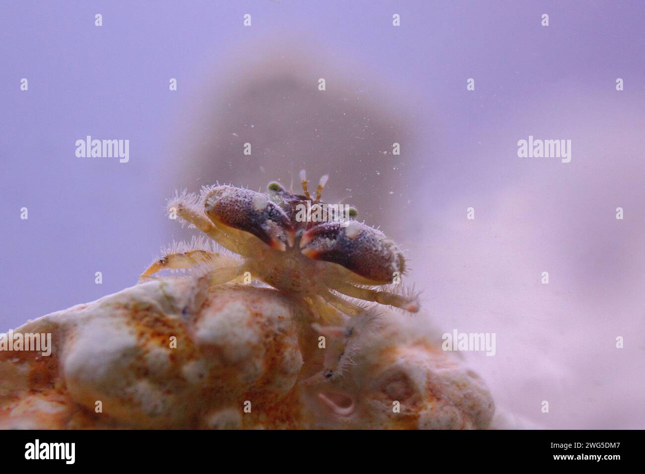 Coral closeup view hi-res stock photography and images - Alamy