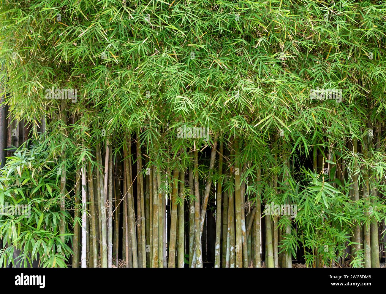 Fresh colorful bamboo pattern hi-res stock photography and images - Alamy