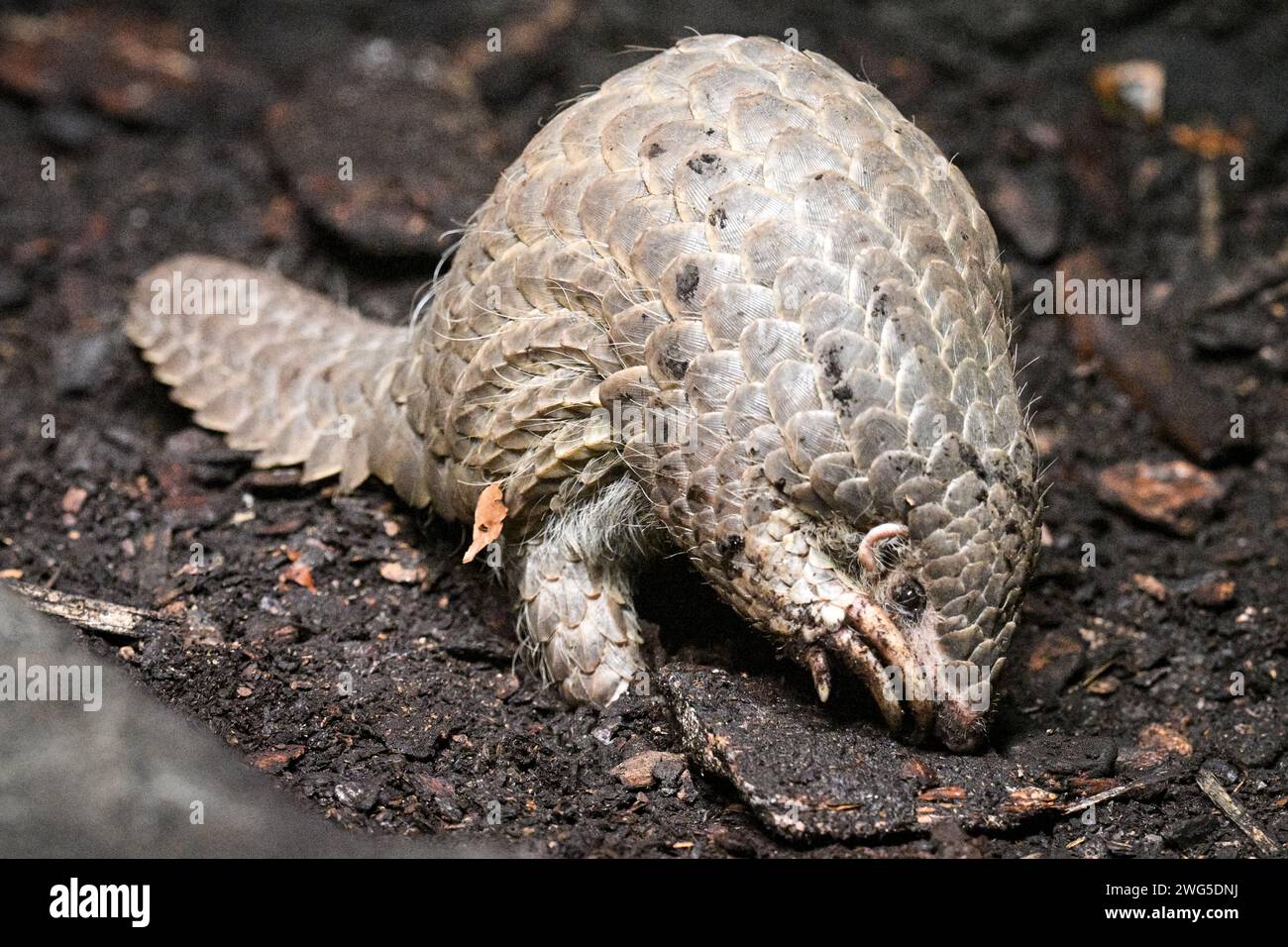 Prague, Czech Republic. 03rd Feb, 2024. Female Chinese pangolin (Manis ...