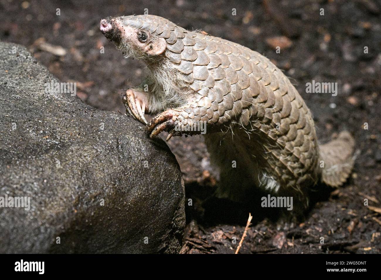 Prague, Czech Republic. 03rd Feb, 2024. Female Chinese pangolin (Manis ...