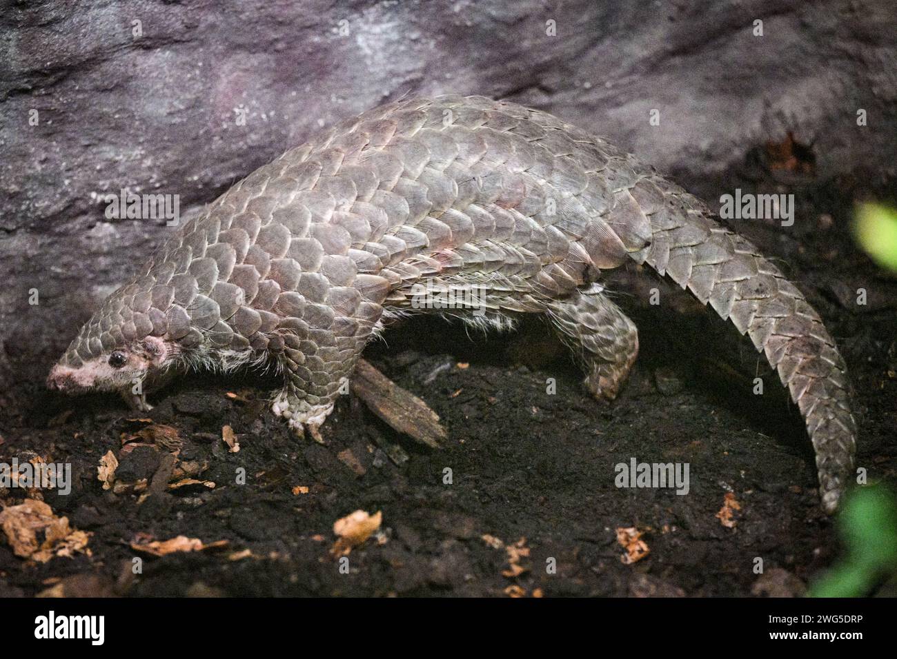 Prague, Czech Republic. 03rd Feb, 2024. Female Chinese pangolin (Manis ...