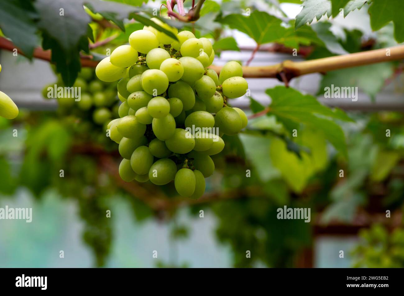 Grapevine tree hi-res stock photography and images - Alamy