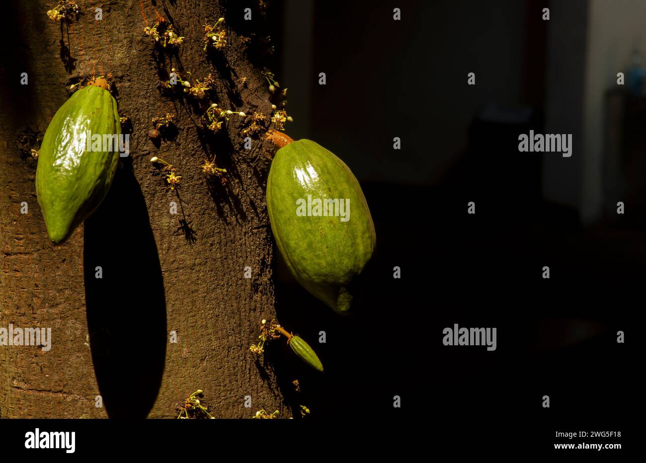 Green cocoa pods, cacao (Theobroma cacao) hanging on tree trunk Stock ...