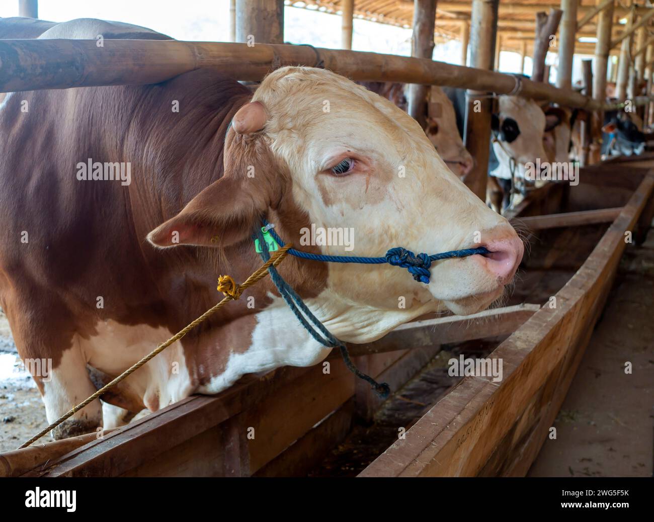 Male cows, Bos taurus, in the farmhouse in Kulon Progo, Yogyakarta ...
