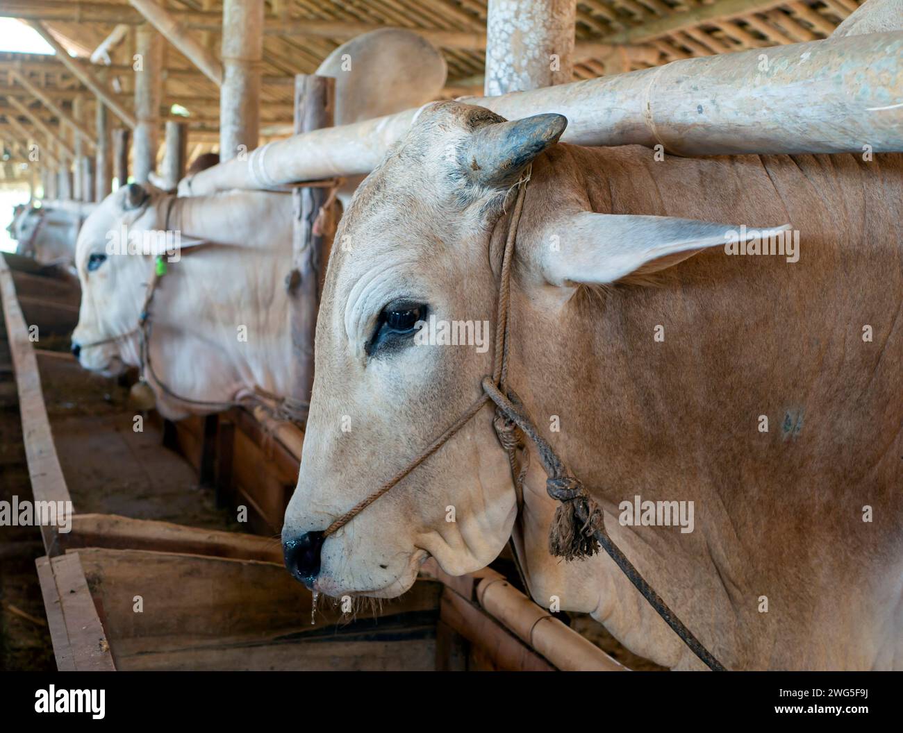 Male cows, Bos taurus, in the farmhouse in Kulon Progo, Yogyakarta ...
