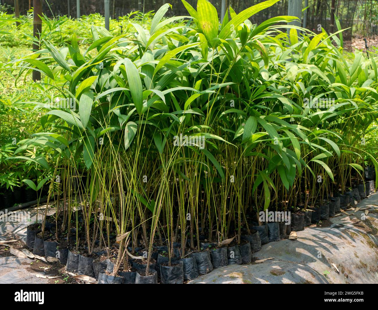 Rotan manau (Calamus manan Miq.), Manau rattan seedling in Yogyakarta ...