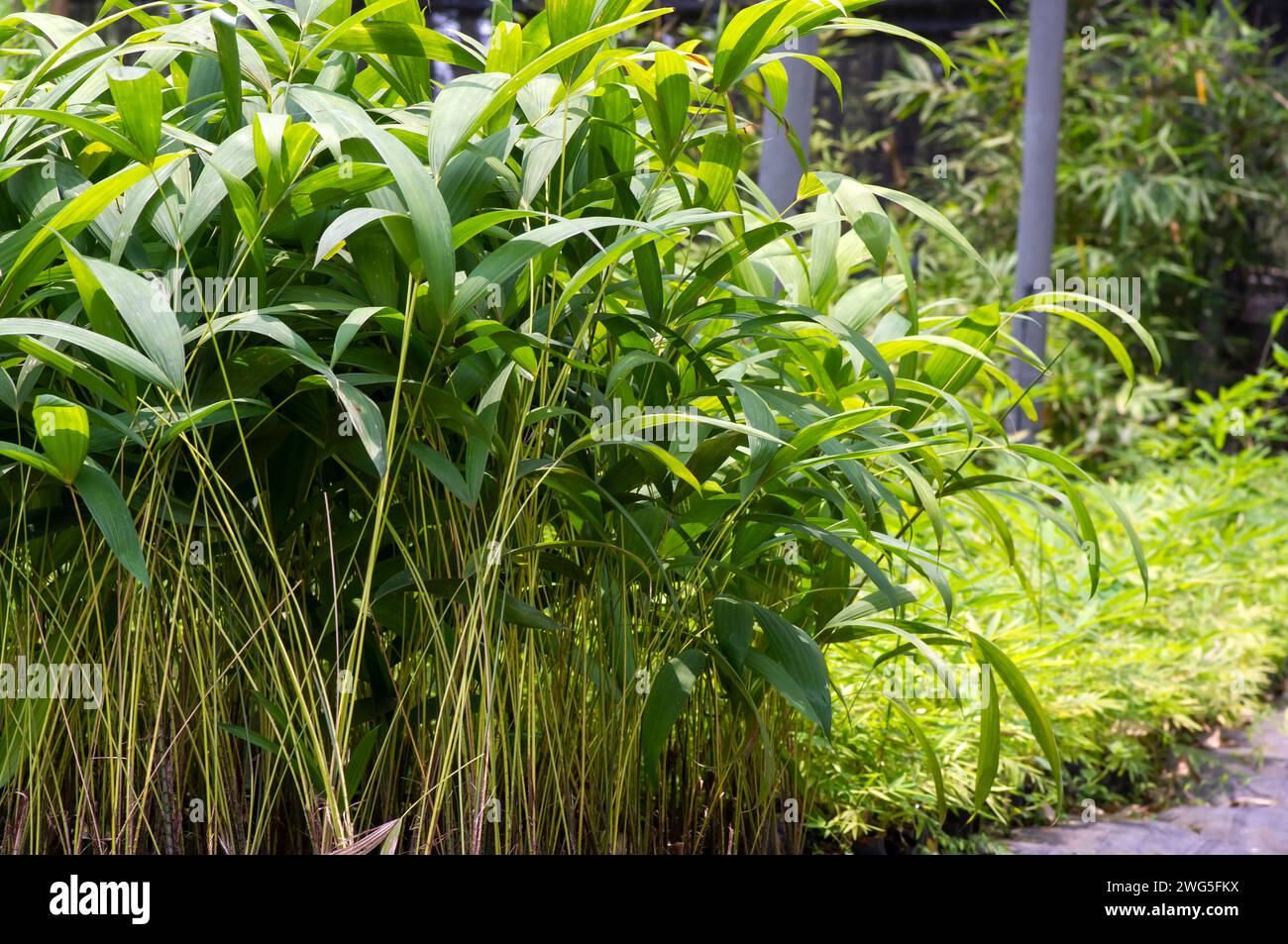 Rotan manau (Calamus manan Miq.), Manau rattan seedling in Yogyakarta ...